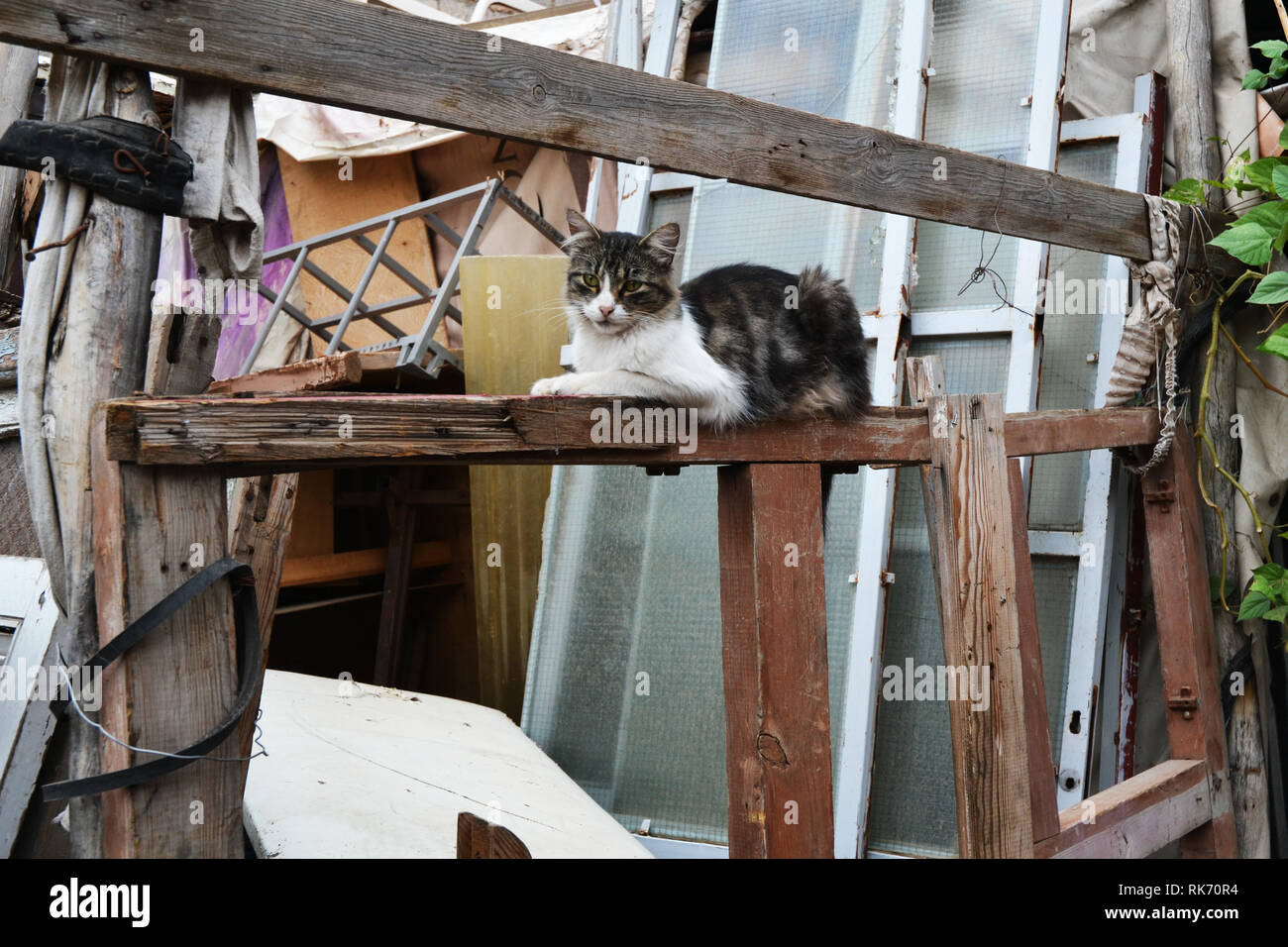 Abandoned street cats stray hi-res stock photography and images - Alamy