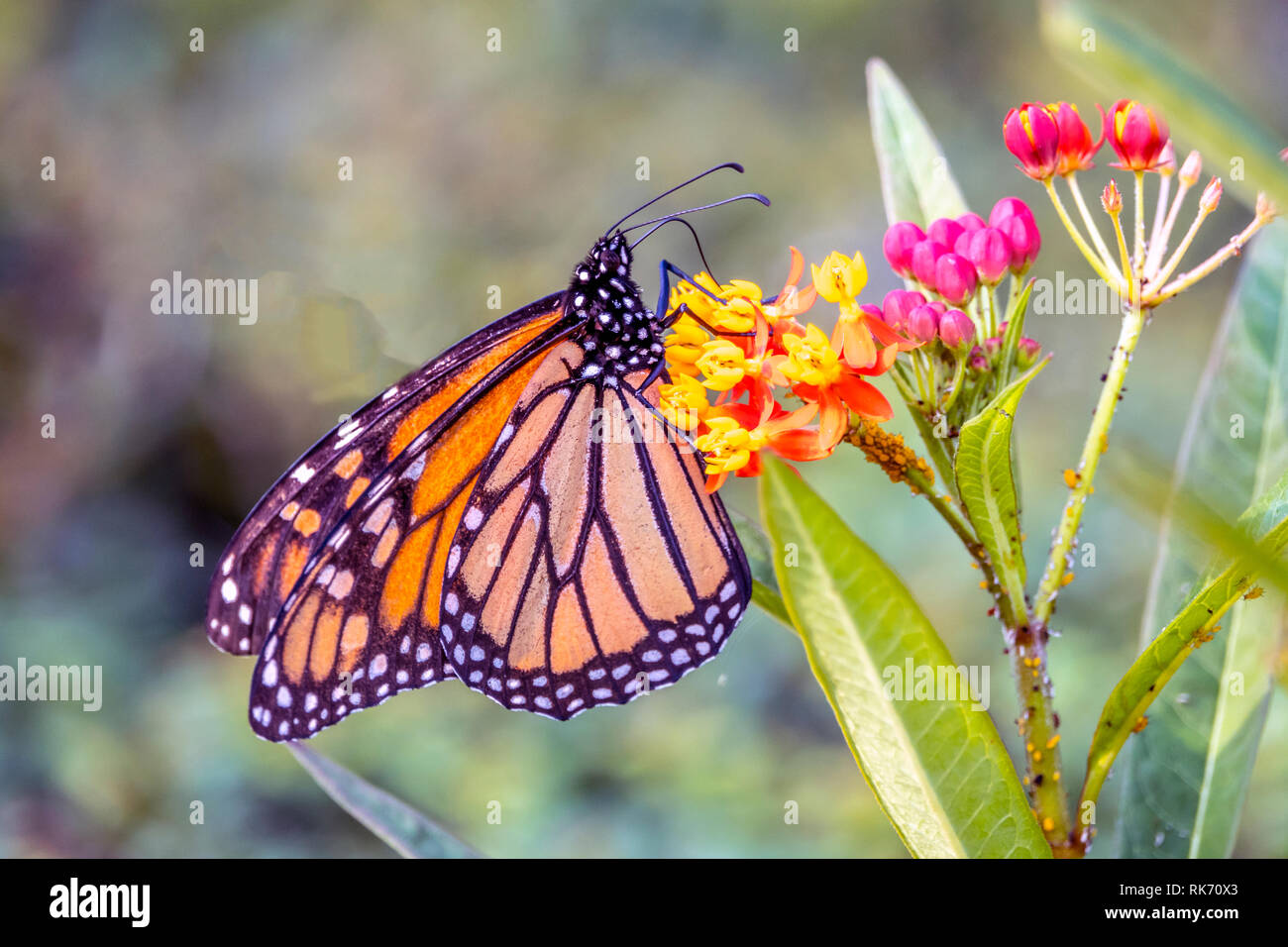 monarch butterfly or simply monarch, Danaus plexippus is milkweed ...