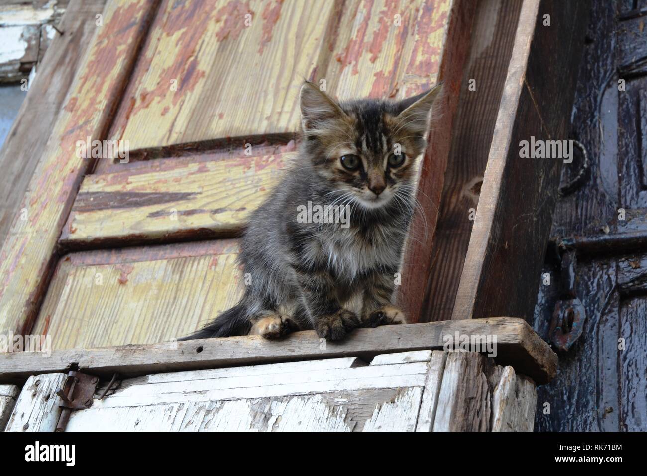 Street Kitten Between Old Doors Stock Photo - Alamy