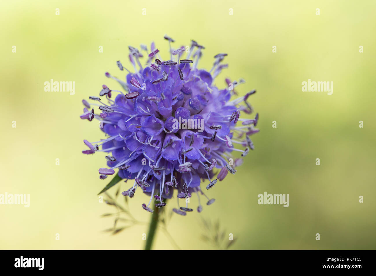 Small purple flower with green background Stock Photo - Alamy