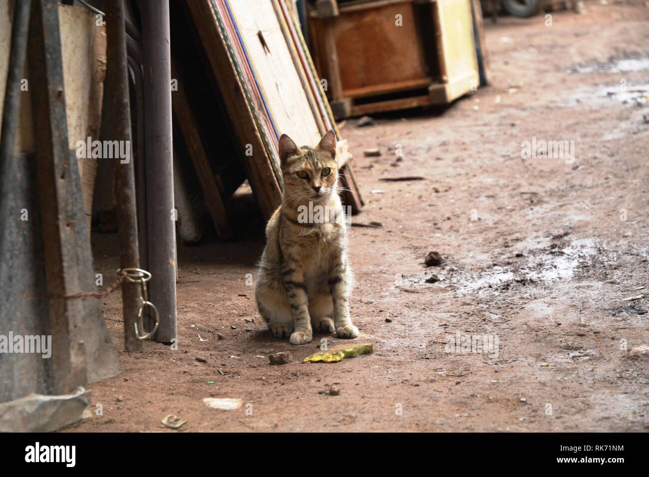 Street Kitten Between Old Doors Stock Photo - Alamy
