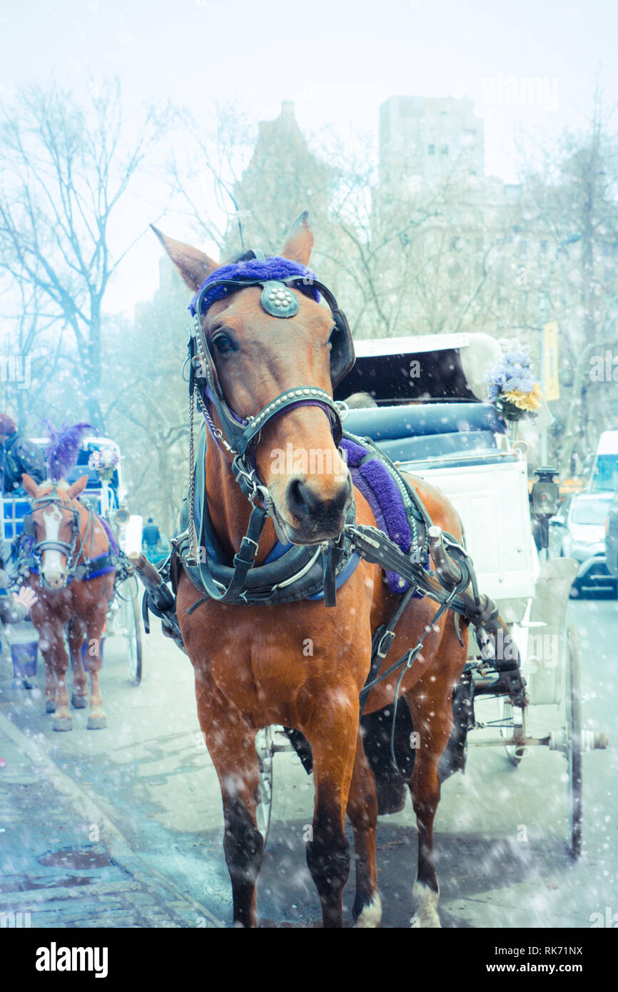 Horse drawn carriage on a snowy winter day outside Central Park New ...