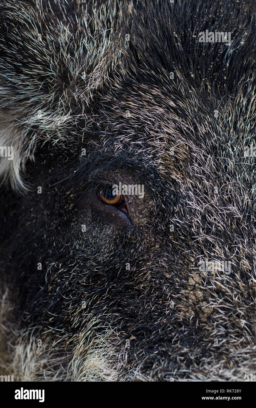 Boar eye close up. Wild predator animal in the zoo cage Stock Photo - Alamy