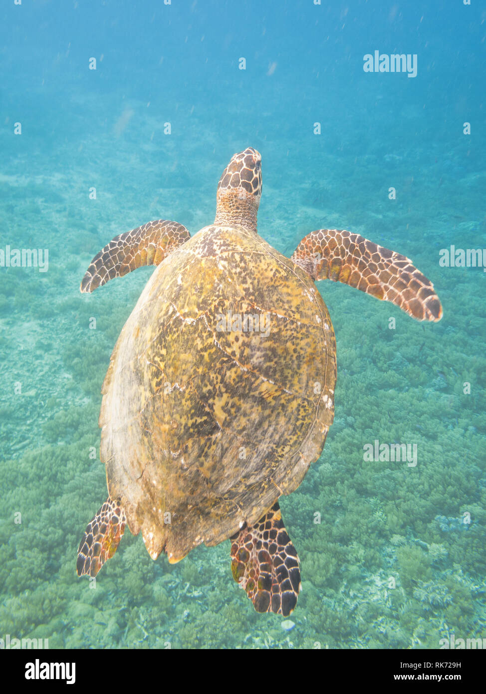 Great Barrier Reef Turtle Stock Photos & Great Barrier Reef Turtle ...