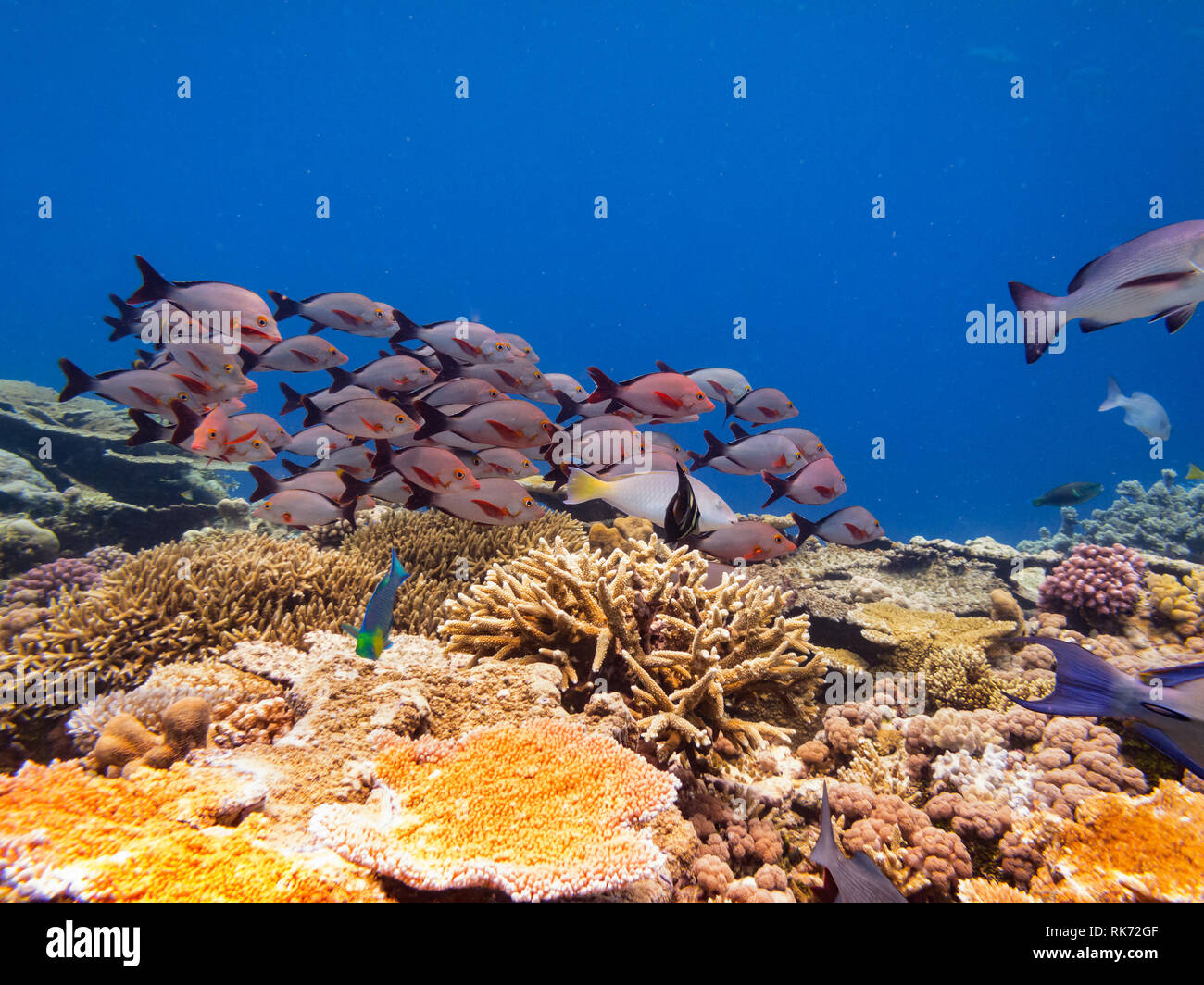 School of red fish, white yellow tail fish, neon blue and green fish ...