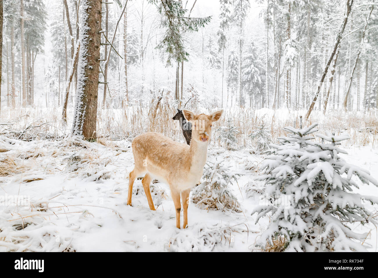 Forest deer walk through animals hi-res stock photography and images ...