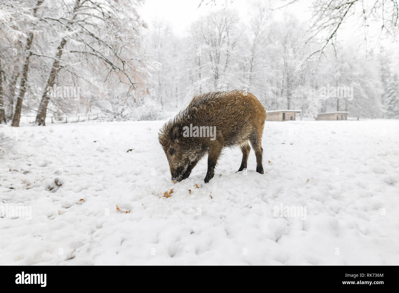 Wild boar walking through Forest / Park in Winter snow covered nature ...