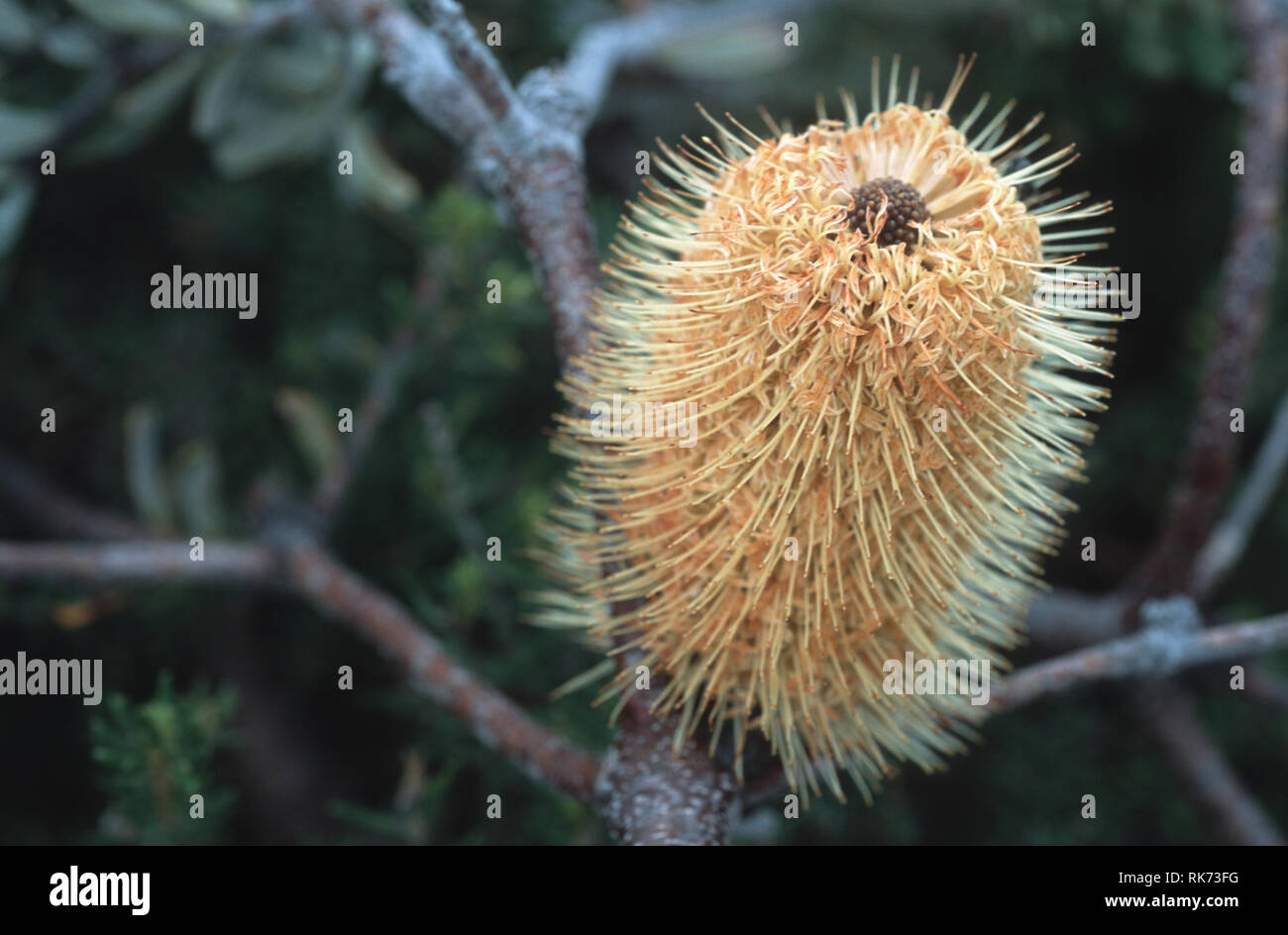 Caption: Mt William National park, Tasmania, Australia - Jan 2003 ...