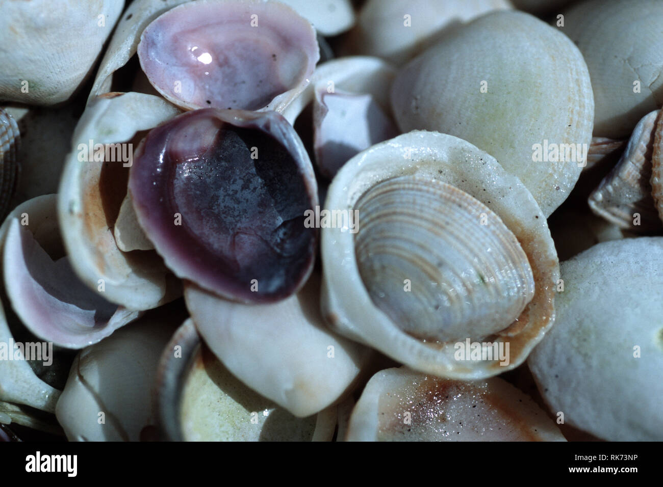 Clam and other marine shells hi-res stock photography and images - Alamy