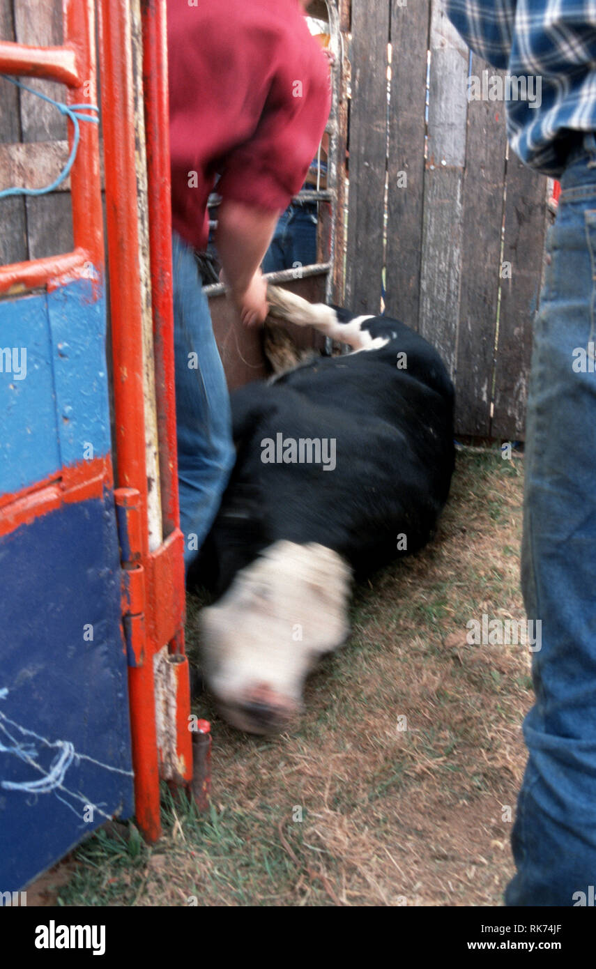 Bull leg hi-res stock photography and images - Alamy