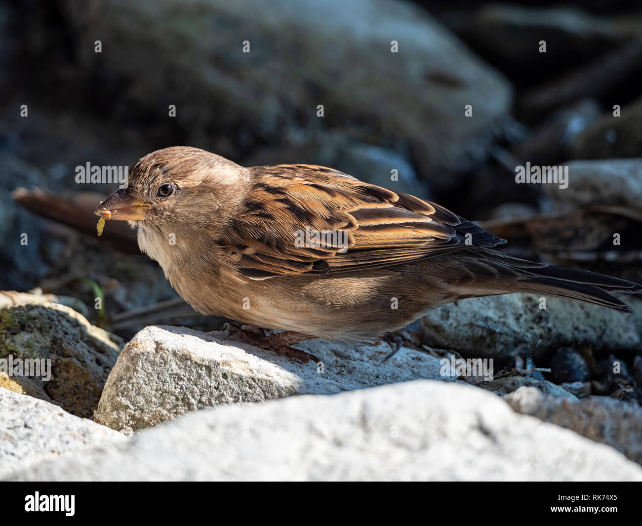 Shades Of Plumage High Resolution Stock Photography and Images - Alamy