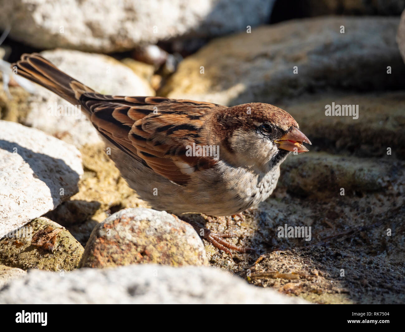 Sparrow head close-up Stock Photo - Alamy