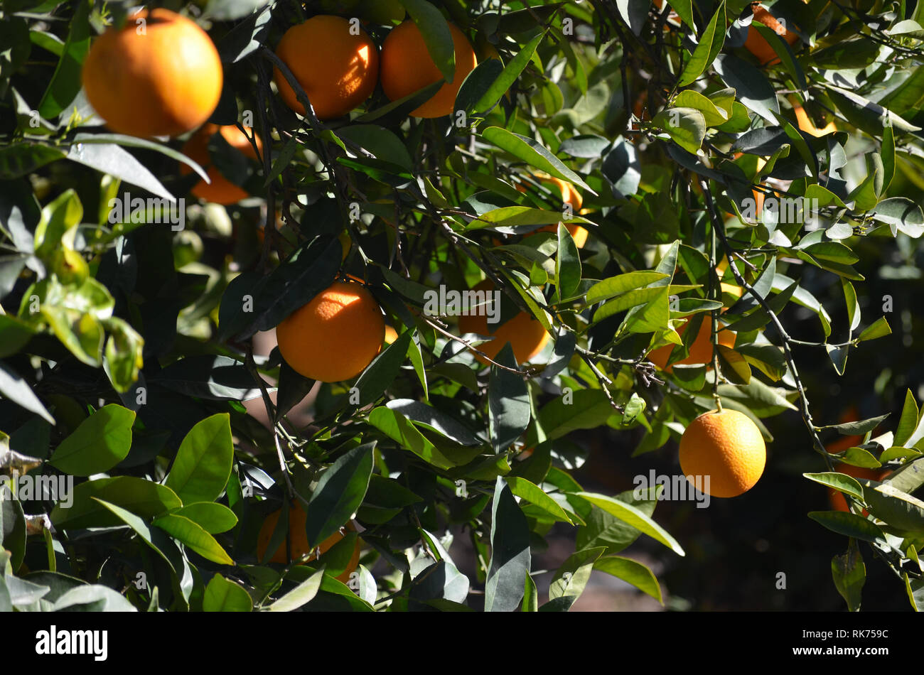 Orange trees in the citrus fields in Riba-Roja de Túria, València ...