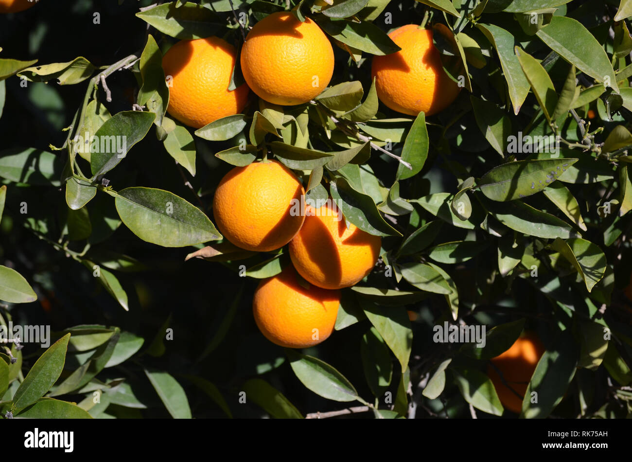 Orange trees in the citrus fields in Riba-Roja de Túria, València ...