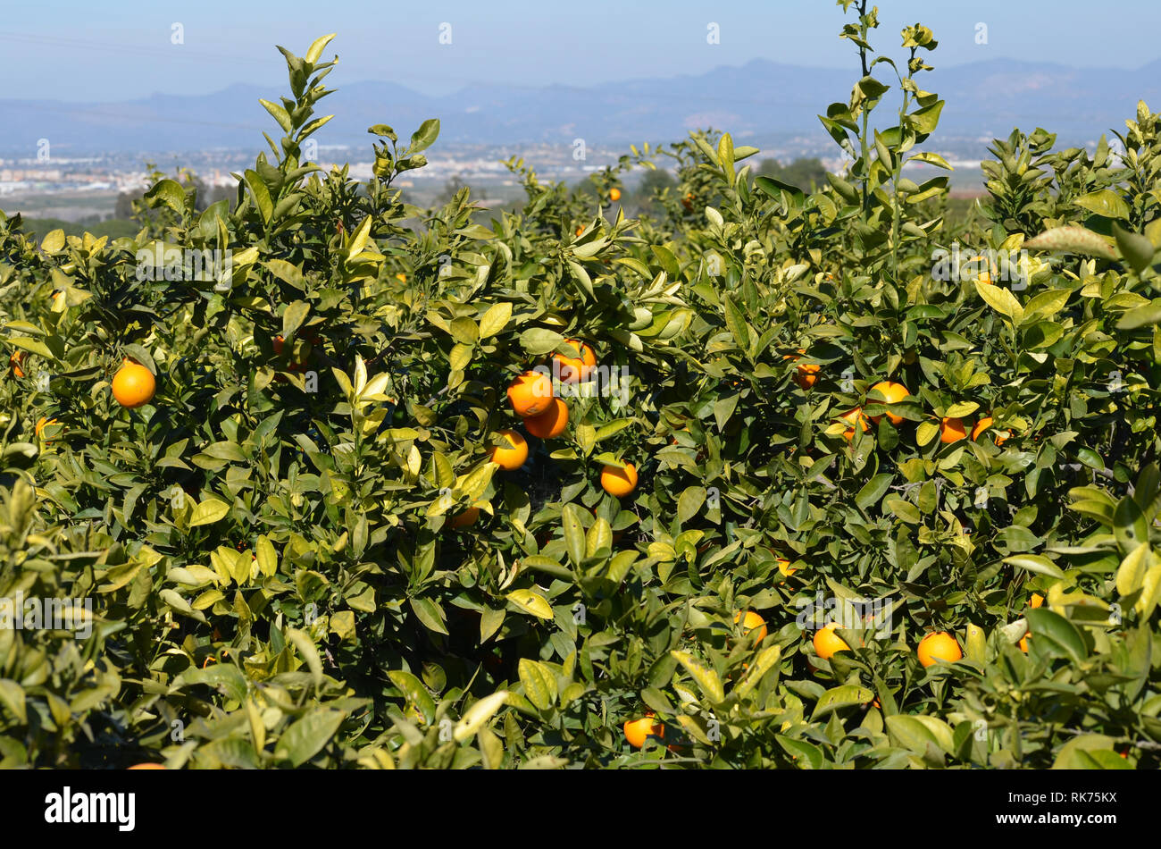 Orange trees in the citrus fields in Riba-Roja de Túria, València ...