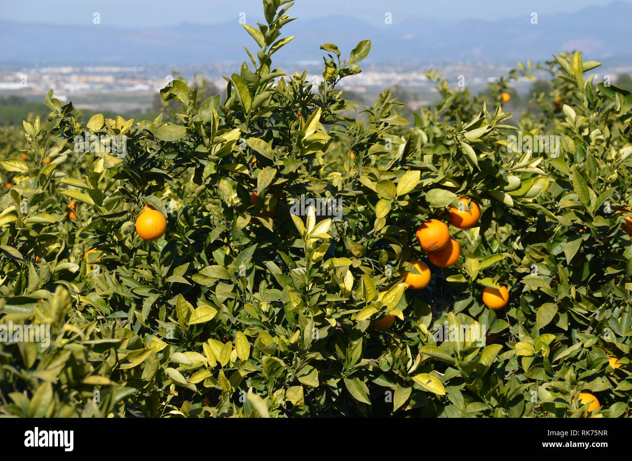 Orange trees in the citrus fields in Riba-Roja de Túria, València ...
