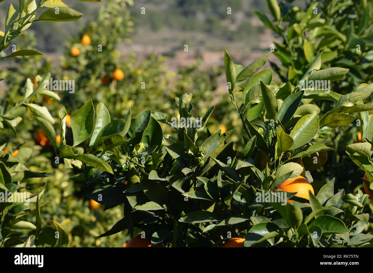 Orange trees in the citrus fields in Riba-Roja de Túria, València ...