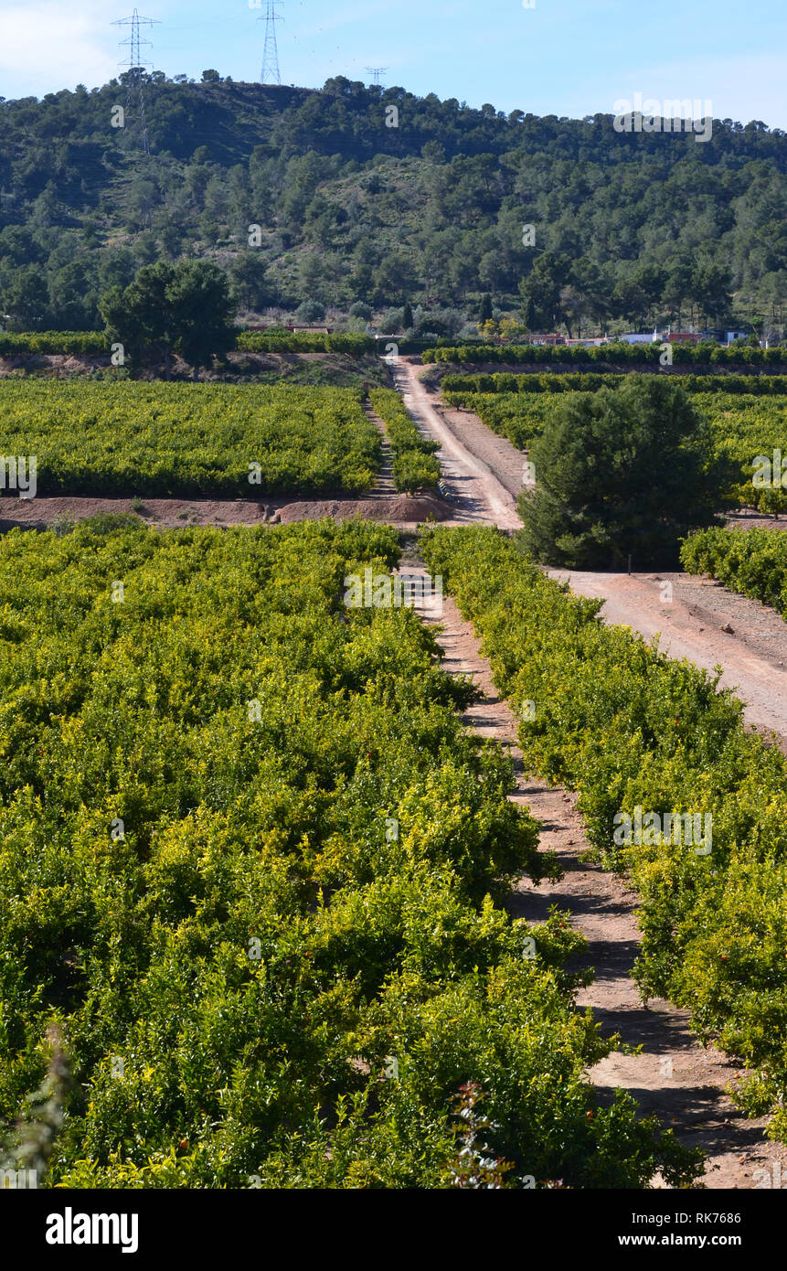 Citrus fields in Riba-Roja de Túria, València, Spain Stock Photo - Alamy
