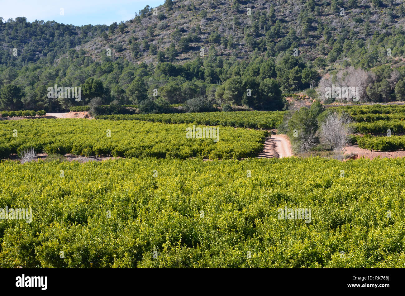 Citrus fields in Riba-Roja de Túria, València, Spain Stock Photo - Alamy