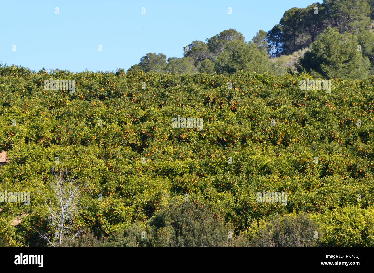 Citrus fields in Riba-Roja de Túria, València, Spain Stock Photo - Alamy