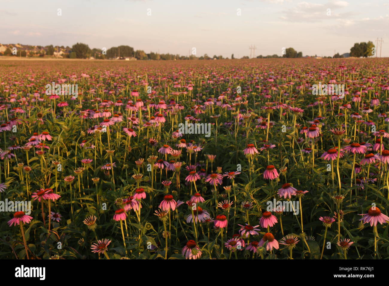 A Cone Flower Field Stock Photo - Alamy