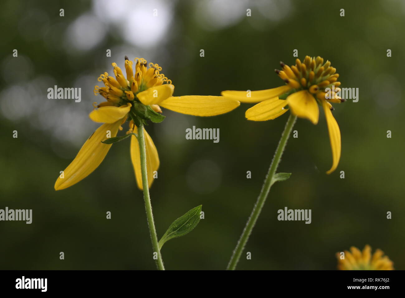 Yellow Wild Flower In Focus Stock Photo - Alamy
