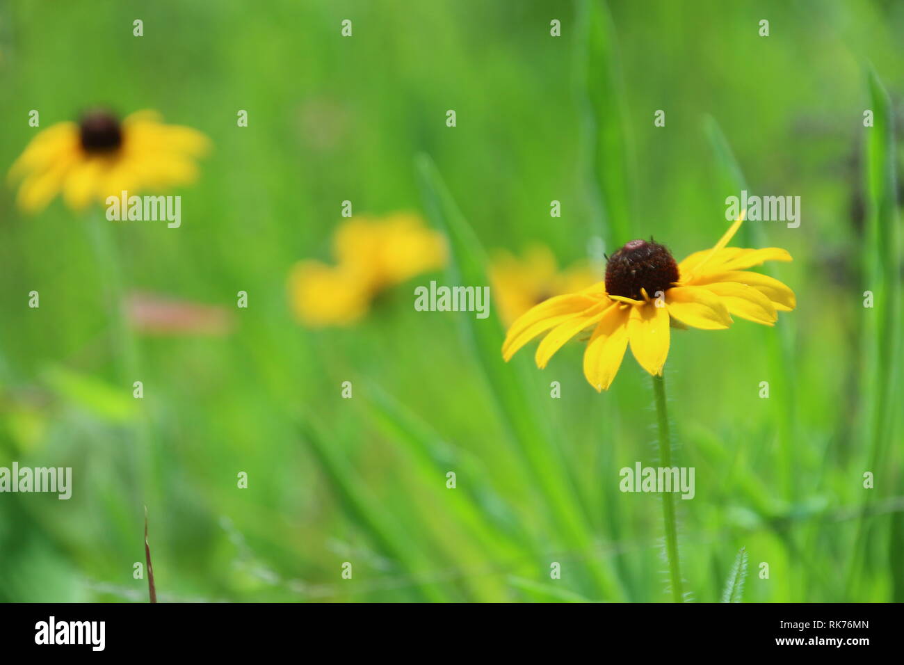 Wild yellow daisies hi-res stock photography and images - Alamy