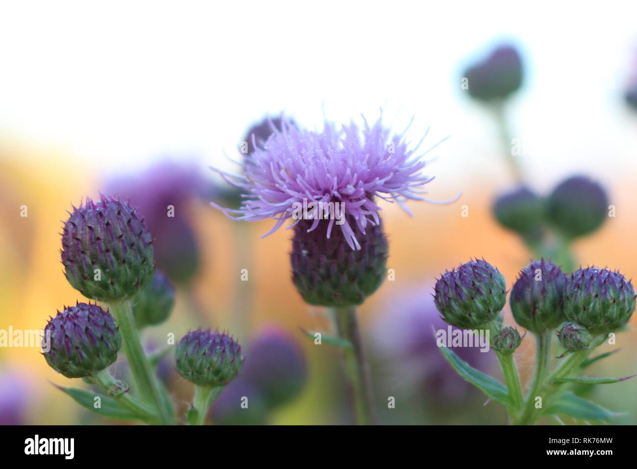 Thistle blooms hi-res stock photography and images - Alamy