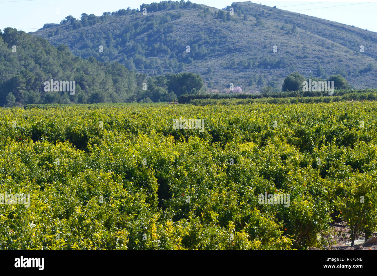 Citrus fields in Riba-Roja de Túria, València, Spain Stock Photo - Alamy