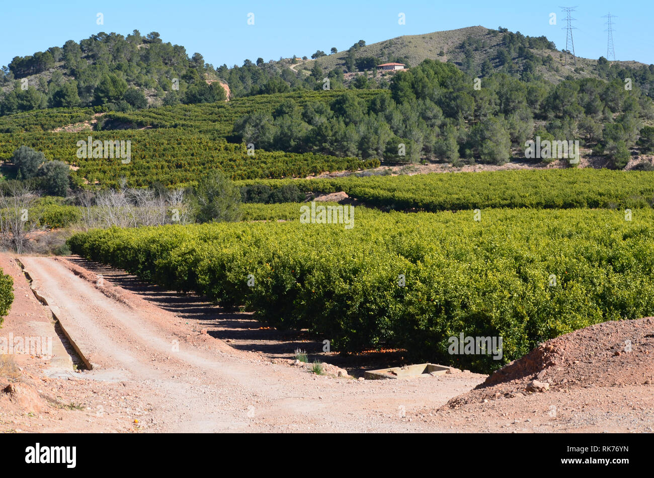 Citrus fields in Riba-Roja de Túria, València, Spain Stock Photo - Alamy