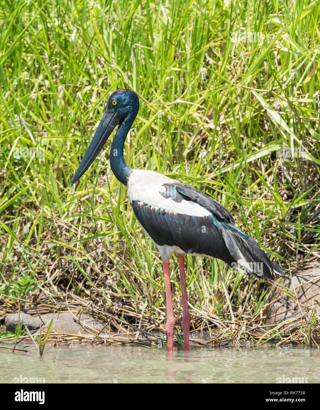 Wild black-necked stork wading along the grassy riverbank at the ...