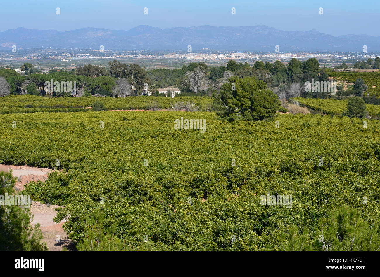 Citrus fields in Riba-Roja de Túria, València, Spain Stock Photo - Alamy