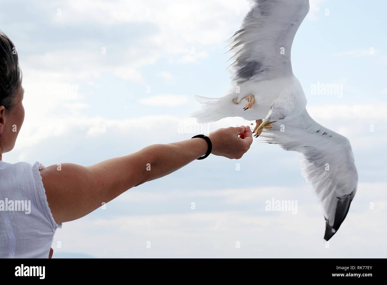 Flying bird catching a cookie from human’s hand in Greece, focus Stock ...