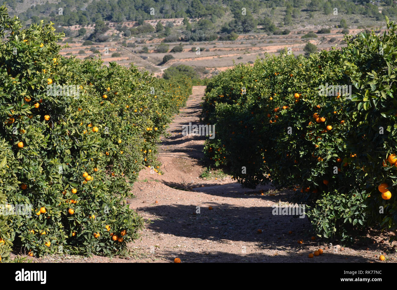 Citrus fields in Riba-Roja de Túria, València, Spain Stock Photo - Alamy