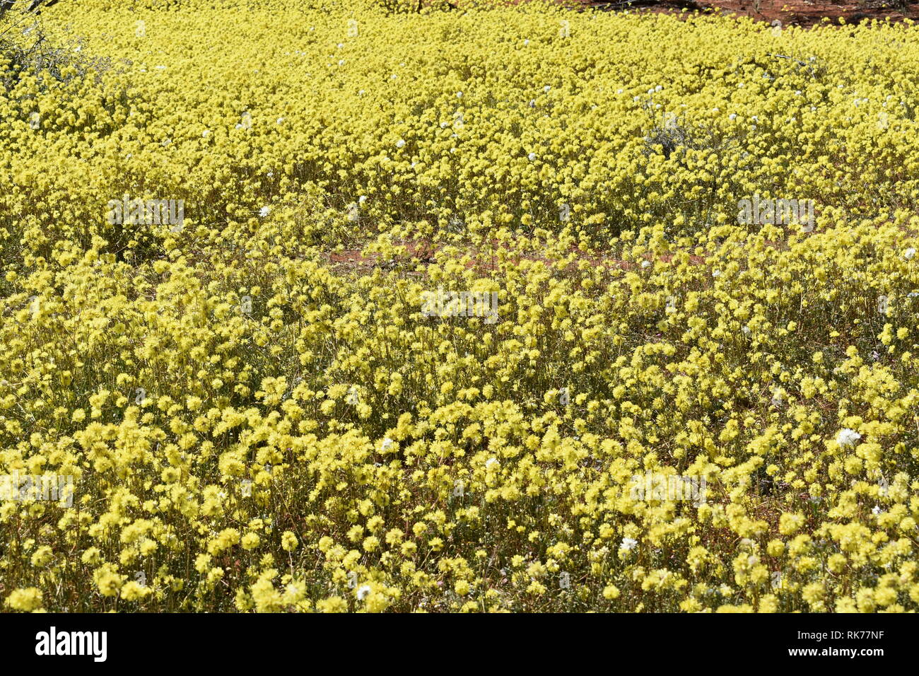 Australia wildflower field hi-res stock photography and images - Alamy