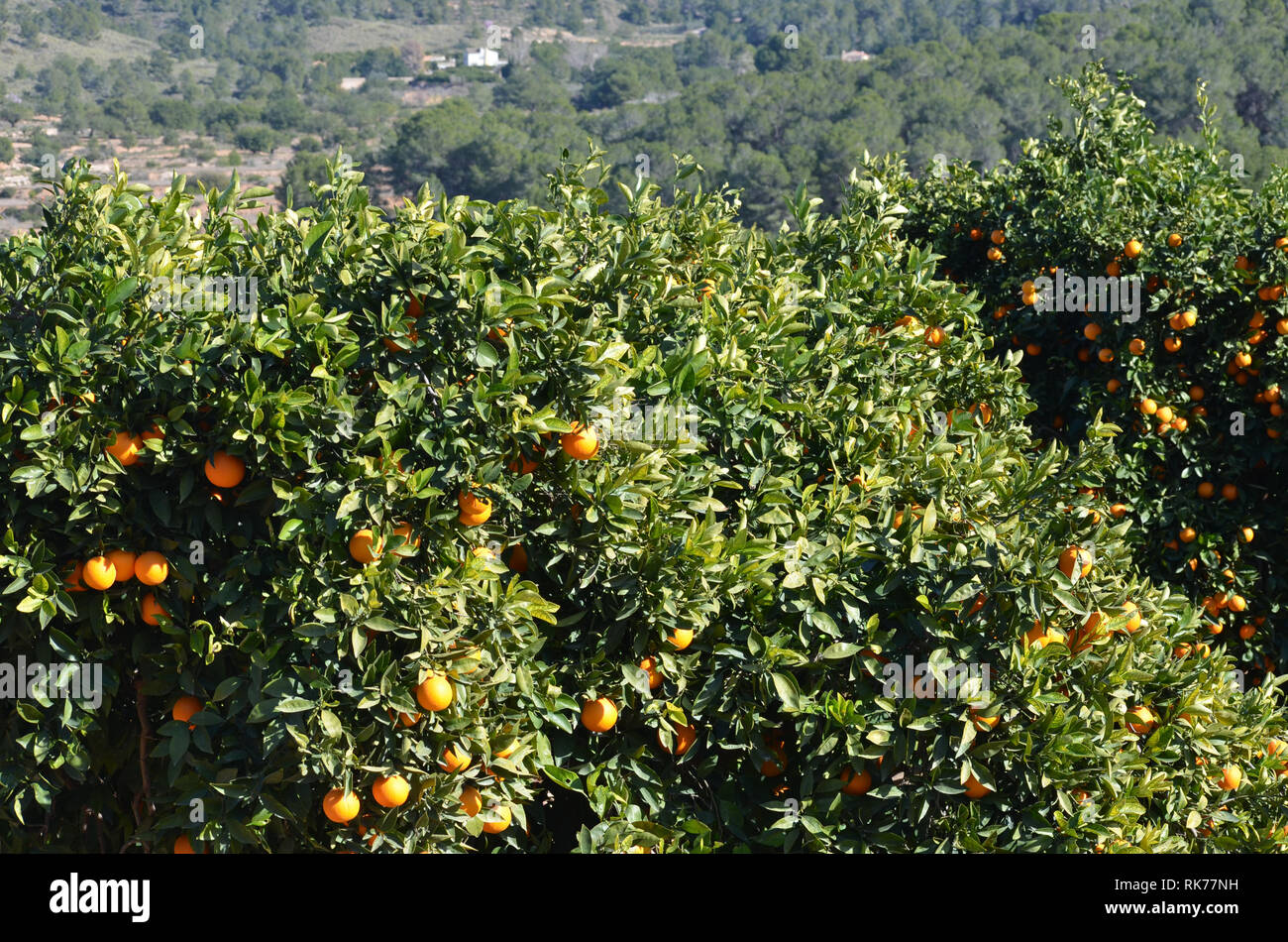 Citrus fields in Riba-Roja de Túria, València, Spain Stock Photo - Alamy