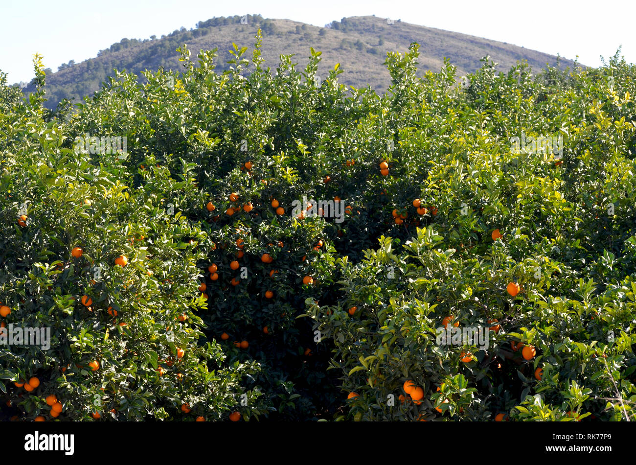 Citrus fields in Riba-Roja de Túria, València, Spain Stock Photo - Alamy