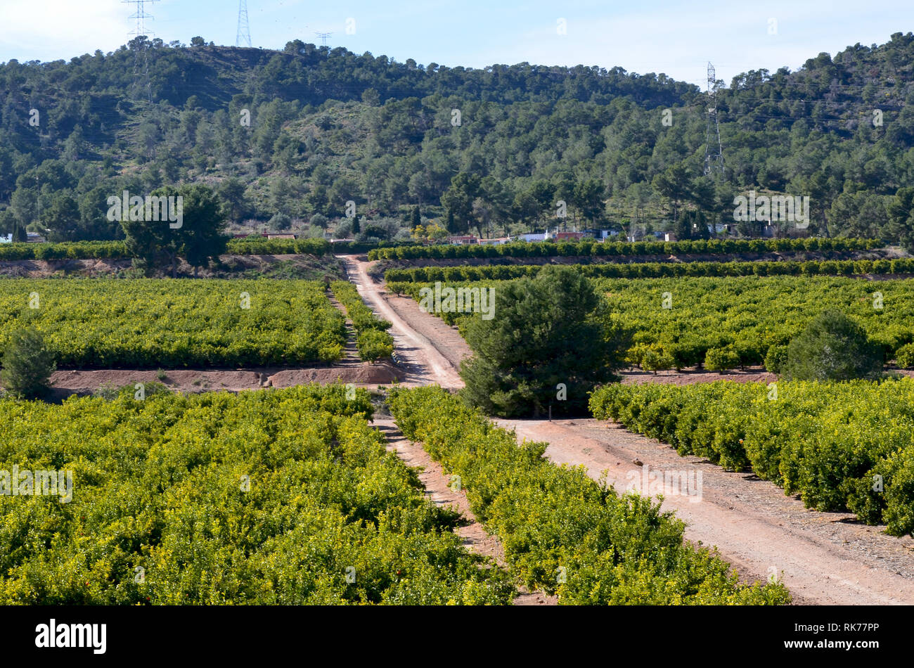 Citrus fields in Riba-Roja de Túria, València, Spain Stock Photo - Alamy