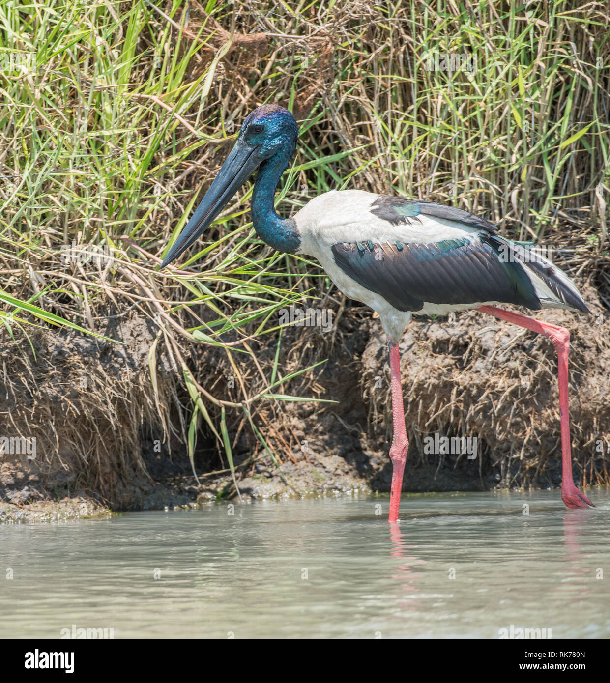 Wild black-necked stork wading along the grassy riverbank at the ...