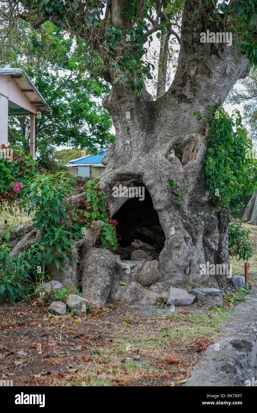 Old tree on the island Sint Eustatius (Statia) in the pacifics Stock ...