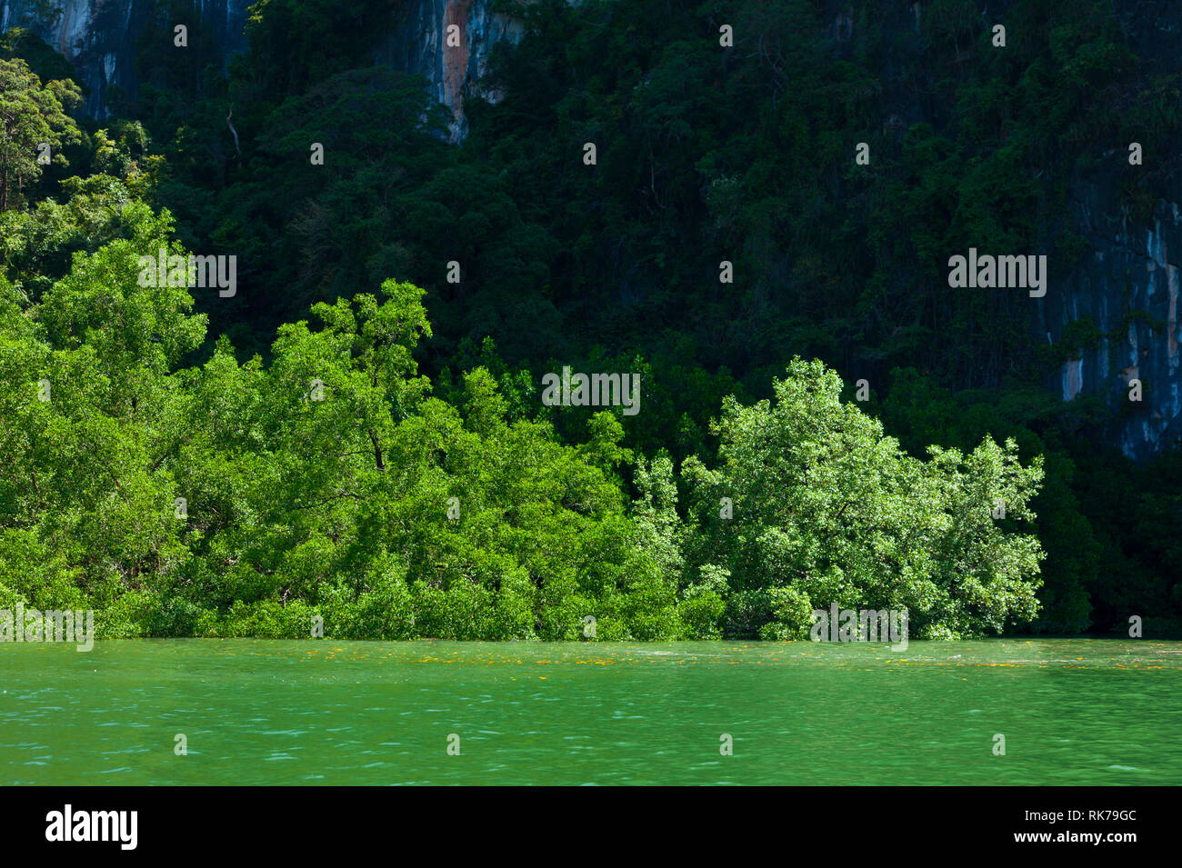 Mangrove swamp. Phang Nga Bay, Andaman Sea, Thailand, Asia Stock Photo ...
