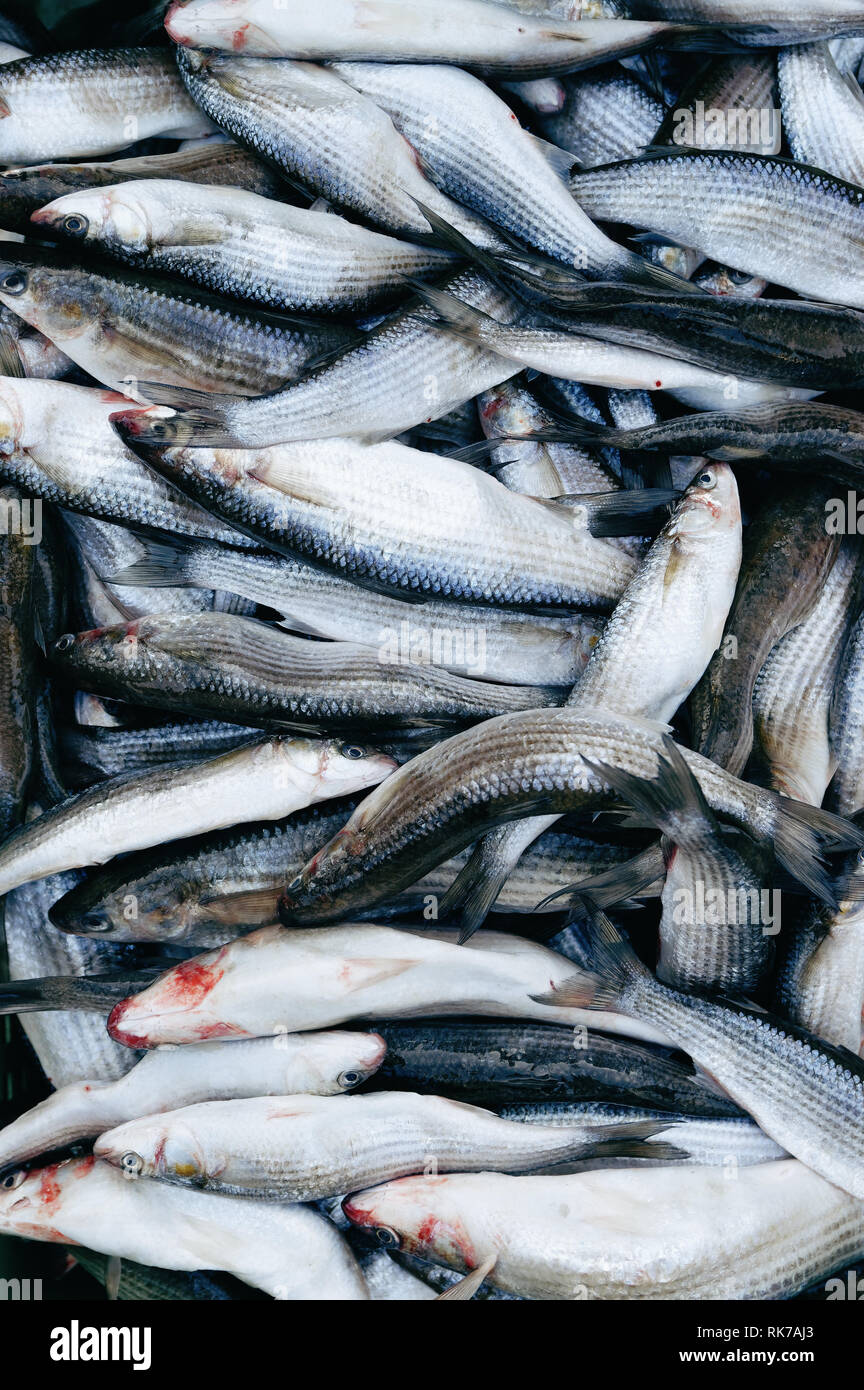 Mullet fish sea hi-res stock photography and images - Alamy