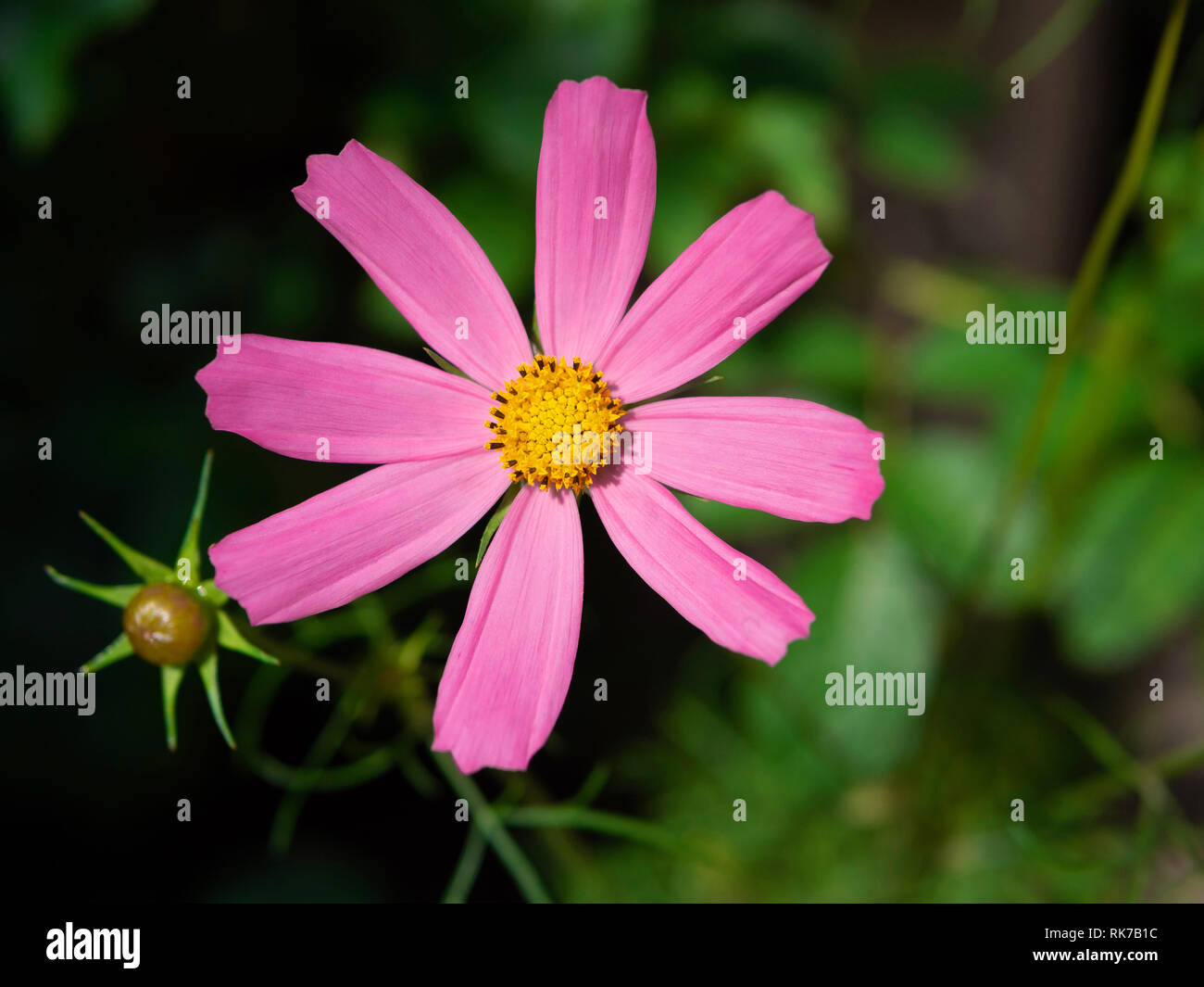 Cosmos flower plants hi-res stock photography and images - Alamy