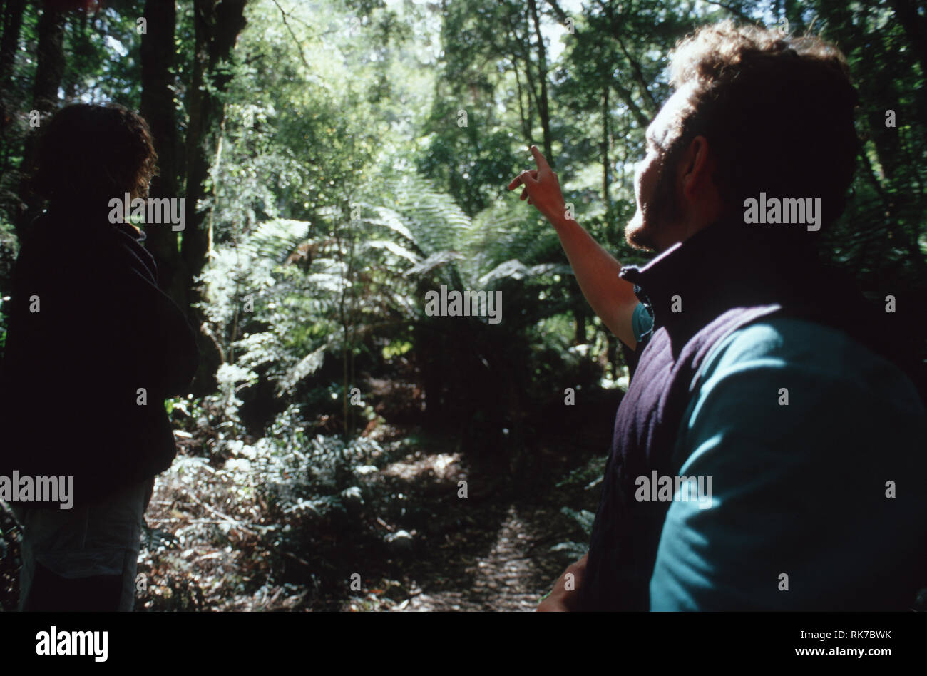 A guide showing a tourist the unique features of a myrtle rainforest on ...