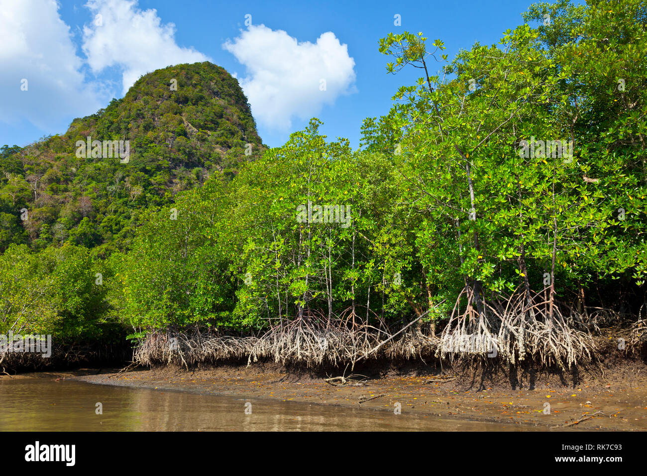 Mangrove swamp. Phang Nga Bay, Andaman Sea, Thailand, Asia Stock Photo ...