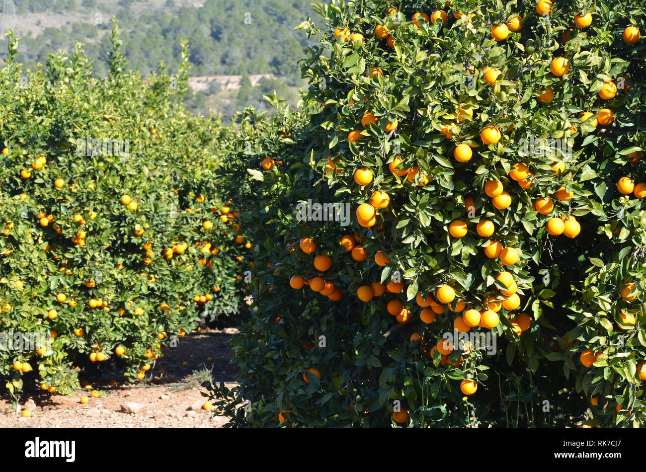 Rotting fruit africa hi-res stock photography and images - Alamy