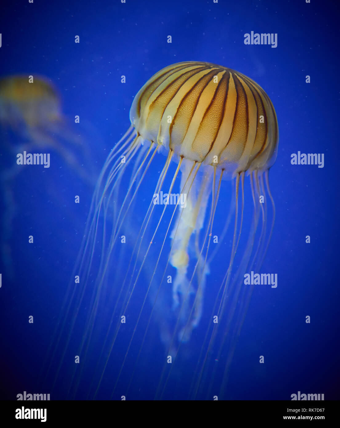 Atlanta aquarium hi-res stock photography and images - Alamy