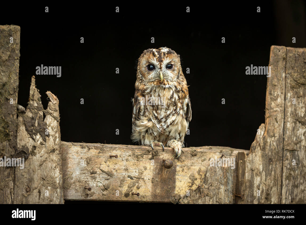 Tawny owl on barn gate hi-res stock photography and images - Alamy