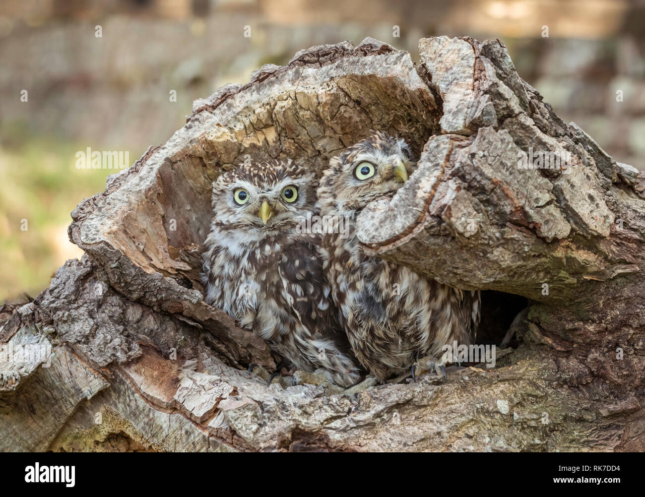 Owls, two little owls (Athene noctua) in natural woodland habitat ...