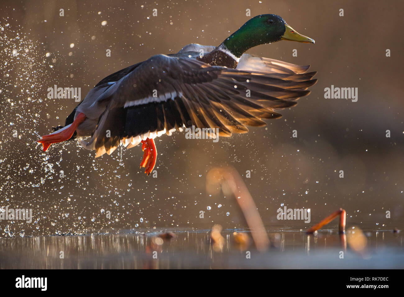 Mallard taking off in Farm Pond in Framingham Massachusetts Stock Photo ...